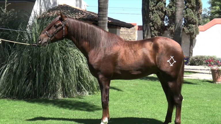 Caballo Alazán ¿cómo es? – Abouthorses